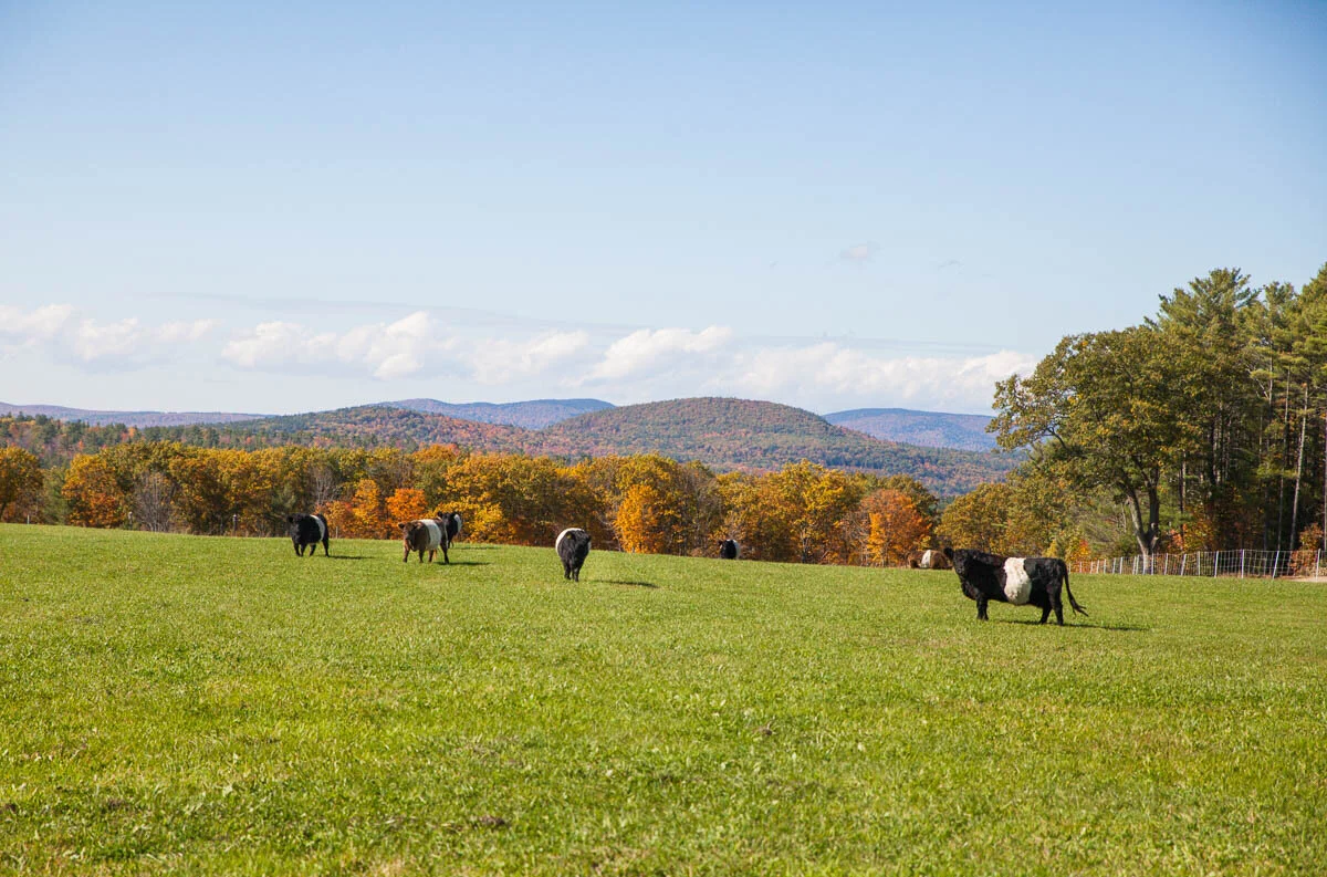 Recipes — Harding Hill Farm