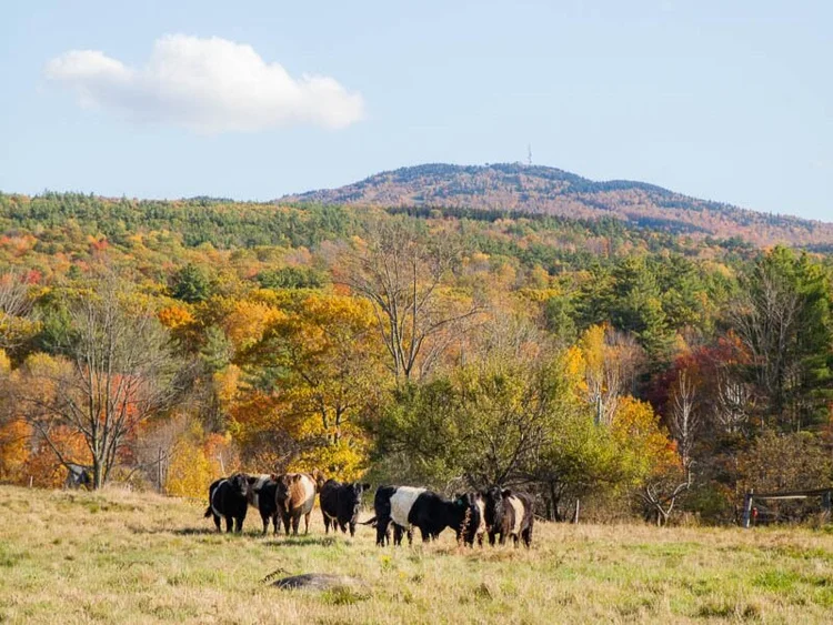 Beef Prices & Availability — Harding Hill Farm