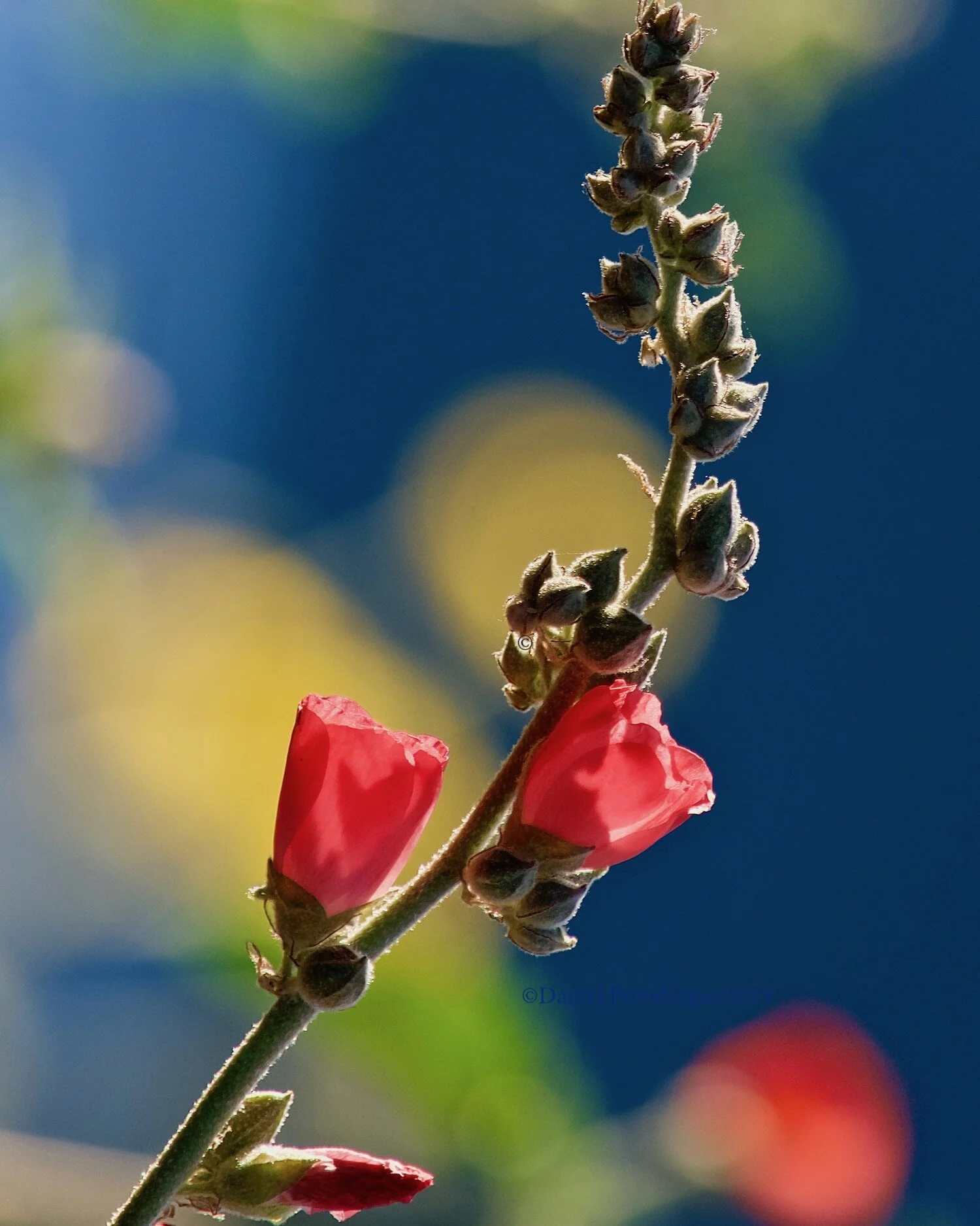 Daniel Prendergast — Five15Arts