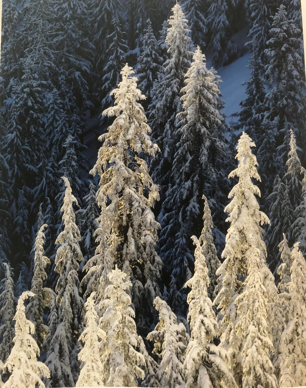 Whimsy — Dirty Hands Pottery