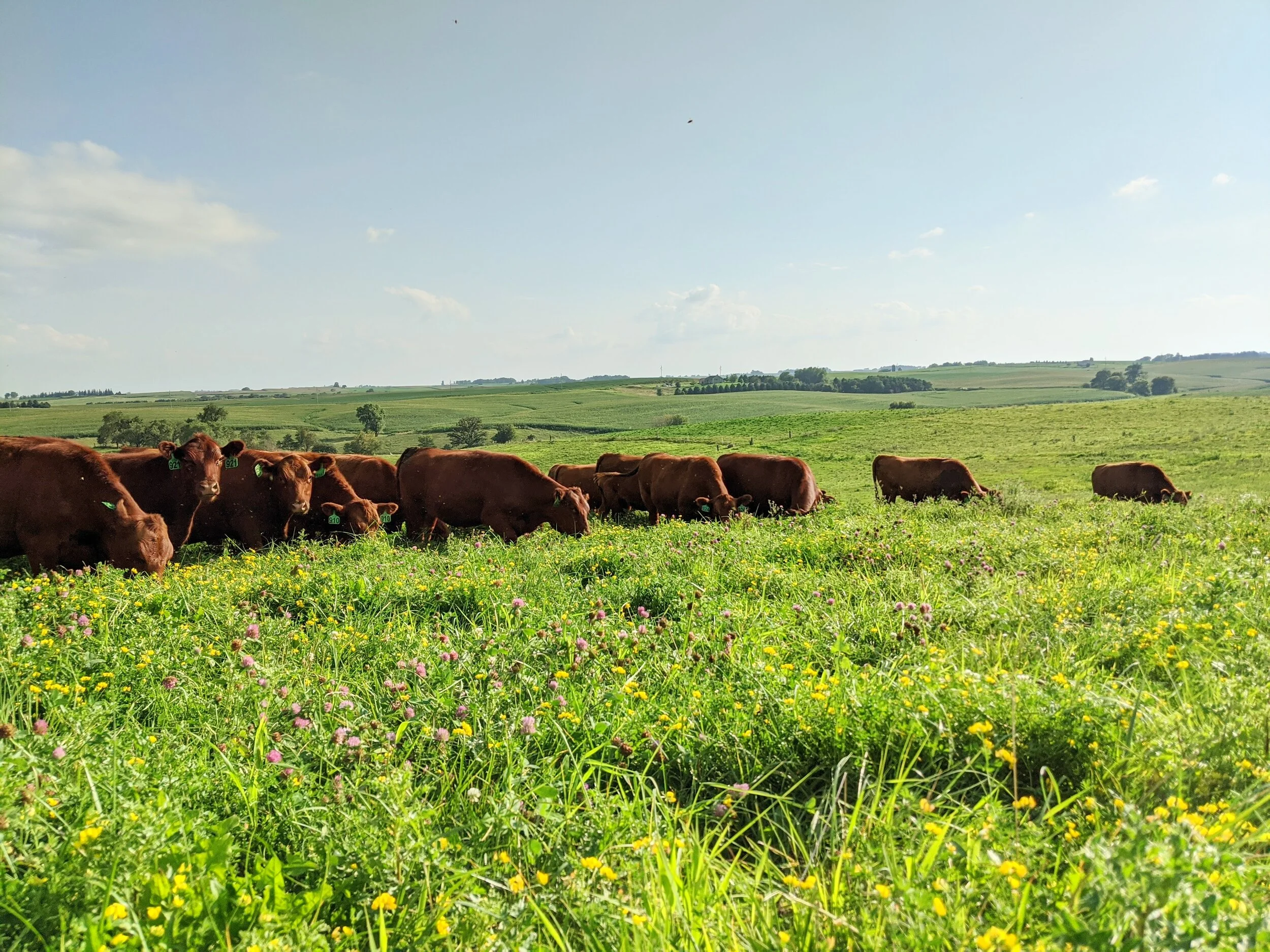 Choosing Grass Fed and Grass Finished Beef — Grass Fed Cattle Co.