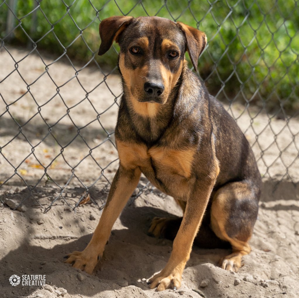 Abaco Shelter - A Volunteer-Run Dog Rescue on Great Abaco, Bahamas