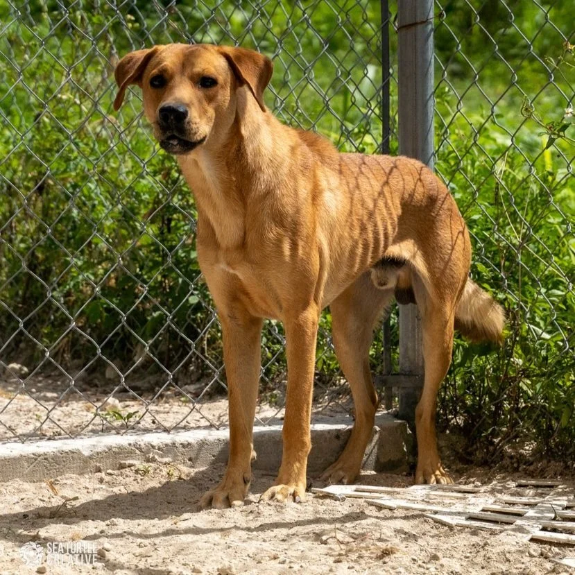Abaco Shelter - A Volunteer-Run Dog Rescue on Great Abaco, Bahamas