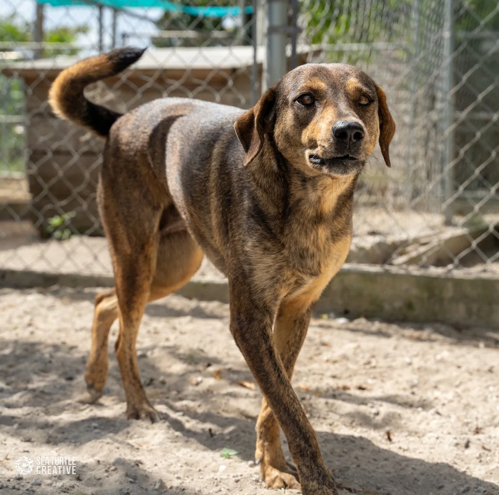 Do Potcake Dogs Shed
