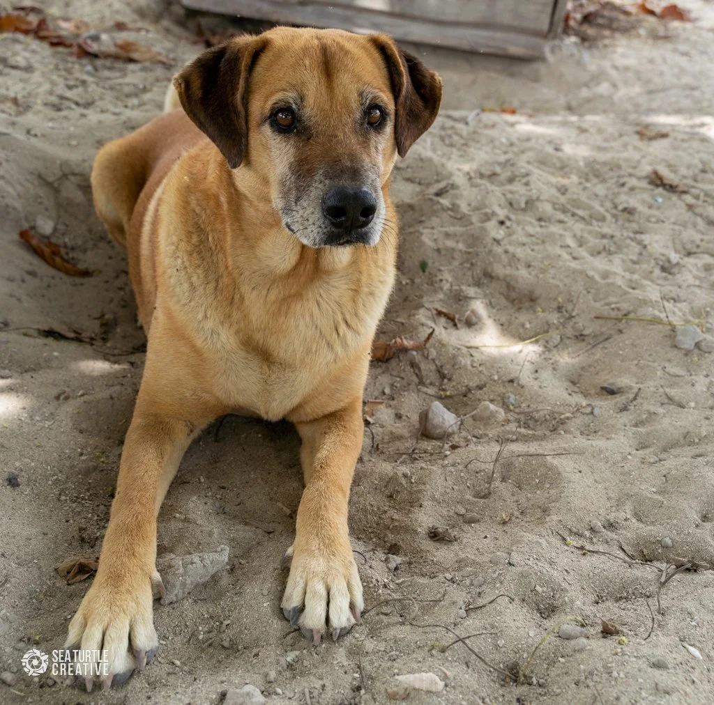 Abaco Shelter - A Volunteer-Run Dog Rescue on Great Abaco, Bahamas