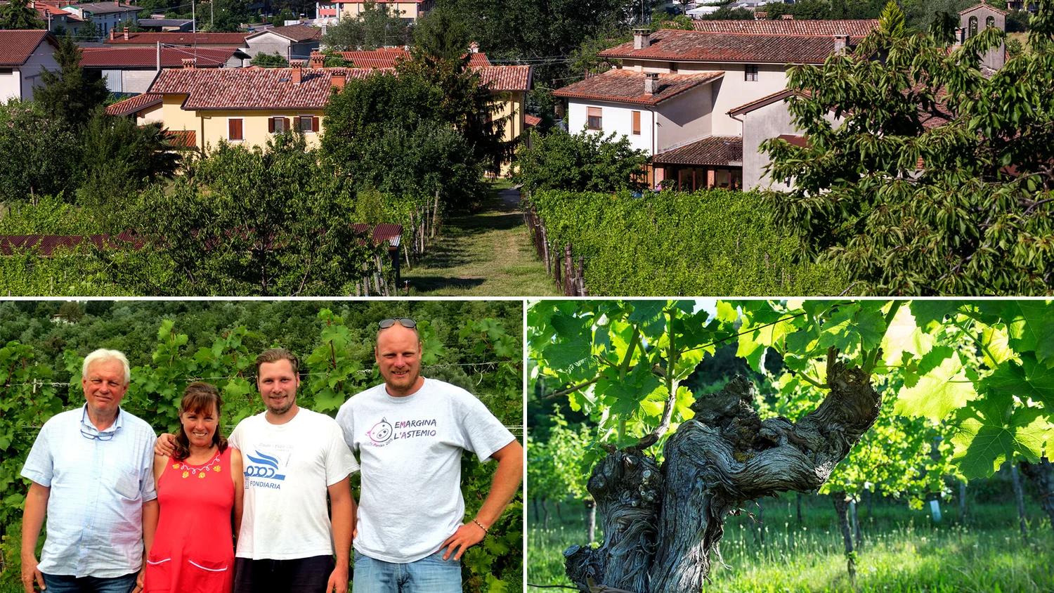 Raccaro — Caroline Debbané Selections - Wines that are true expressions of place, people, passion.