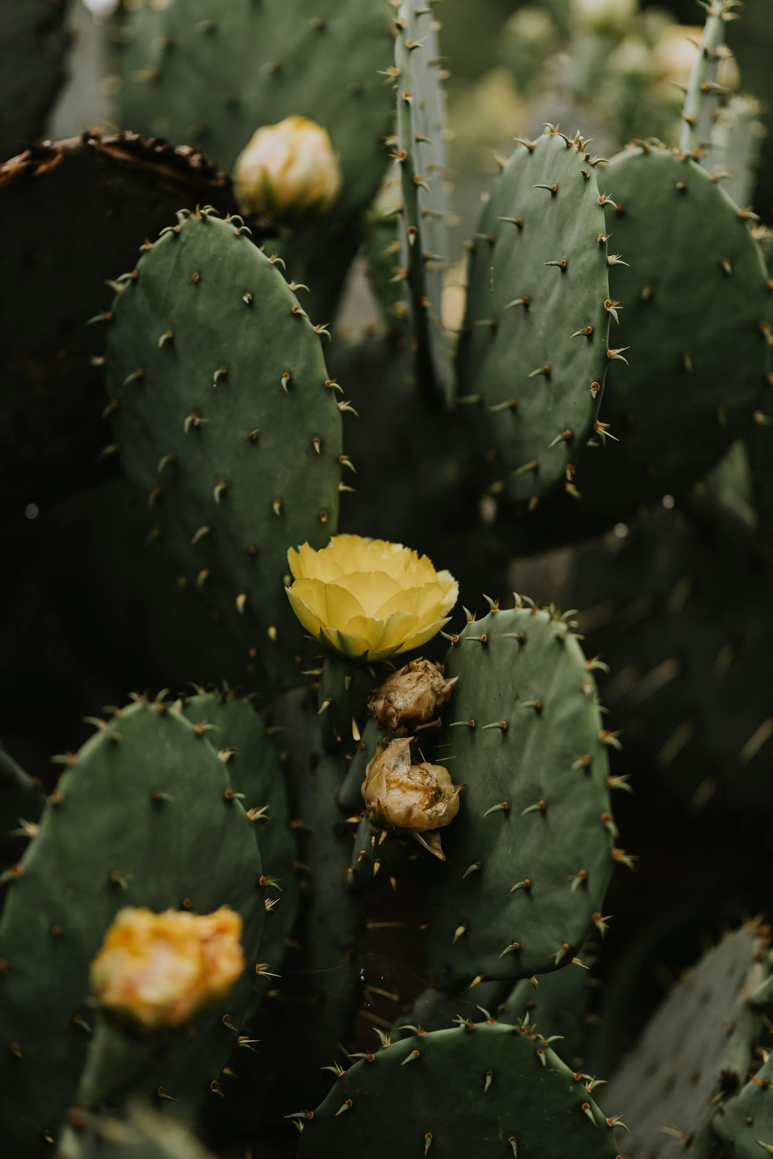 Asheville Wedding Photographer | Darrell Cassell