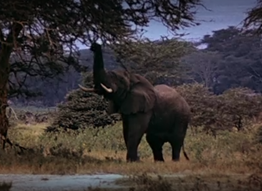 Review: Disney's The African Lion — Disnerd Movie Challenge