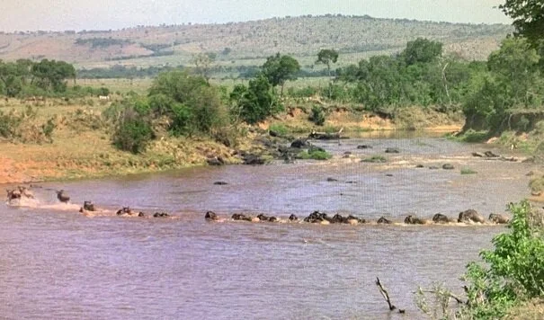 Review: Disney's Cheetah (1989) — Disnerd Movie Challenge