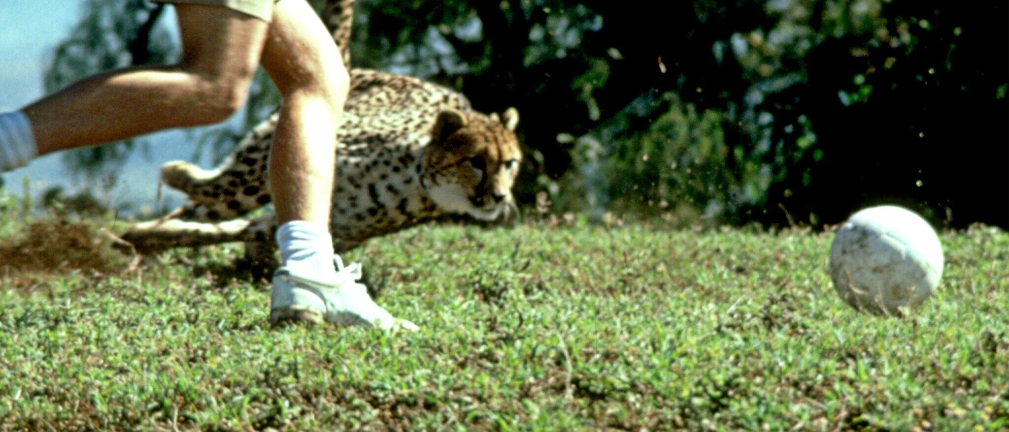 Review: Disney's Cheetah (1989) — Disnerd Movie Challenge