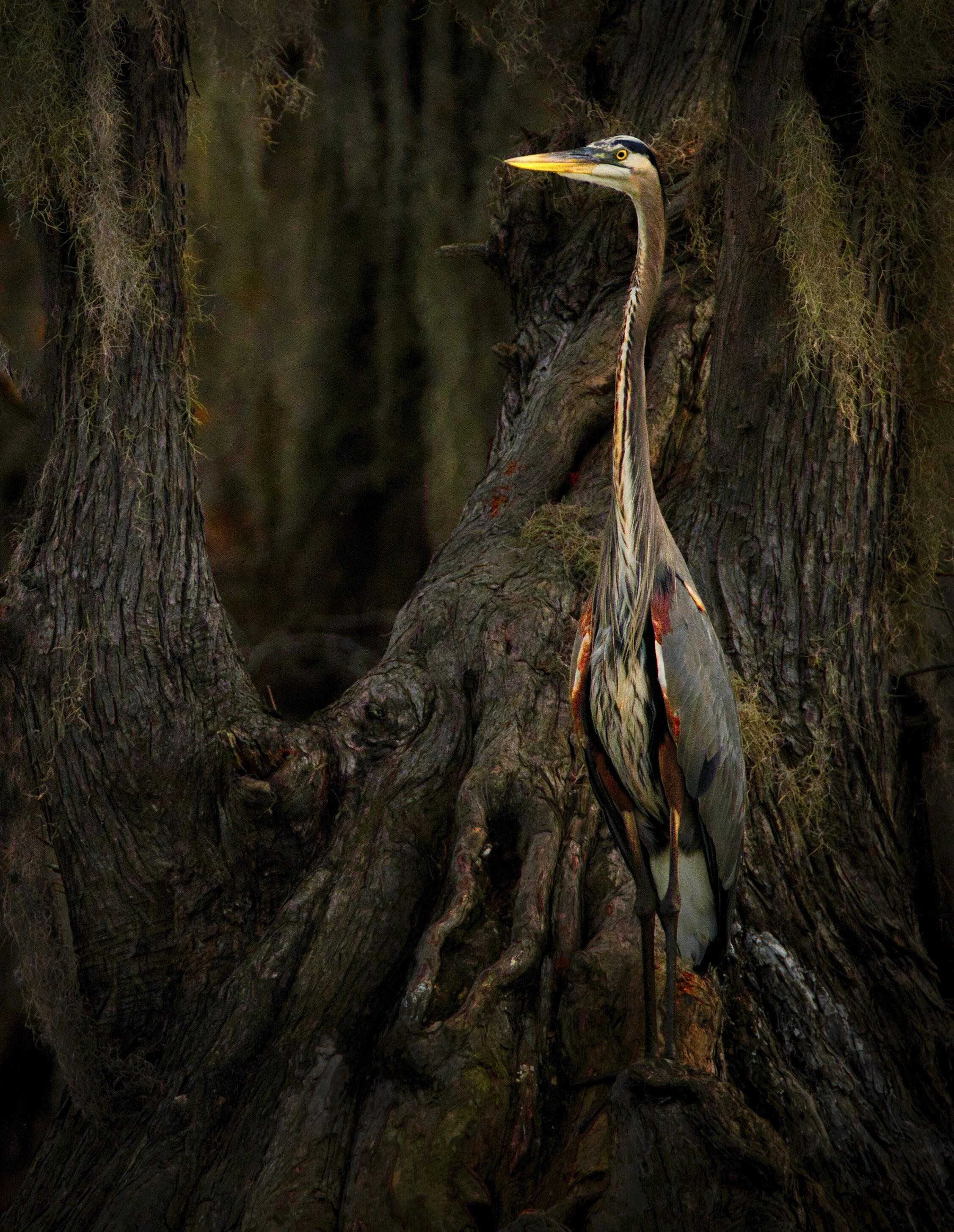 Swamp Project — Steven Rosendahl