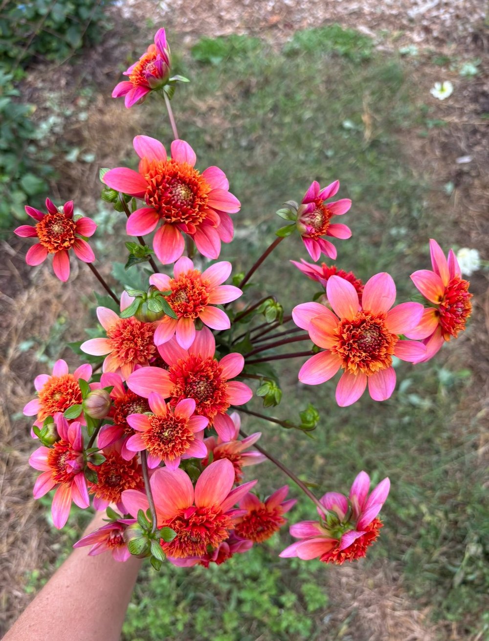 Shop — Spring Wind Farm