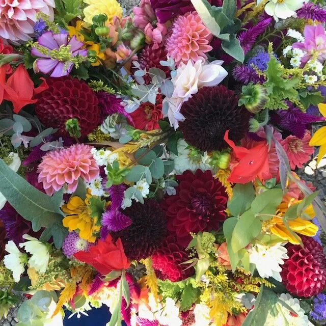 Shop — Spring Wind Farm