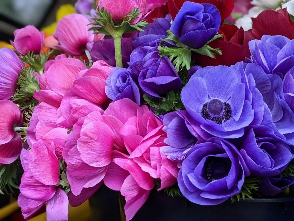 Shop — Spring Wind Farm