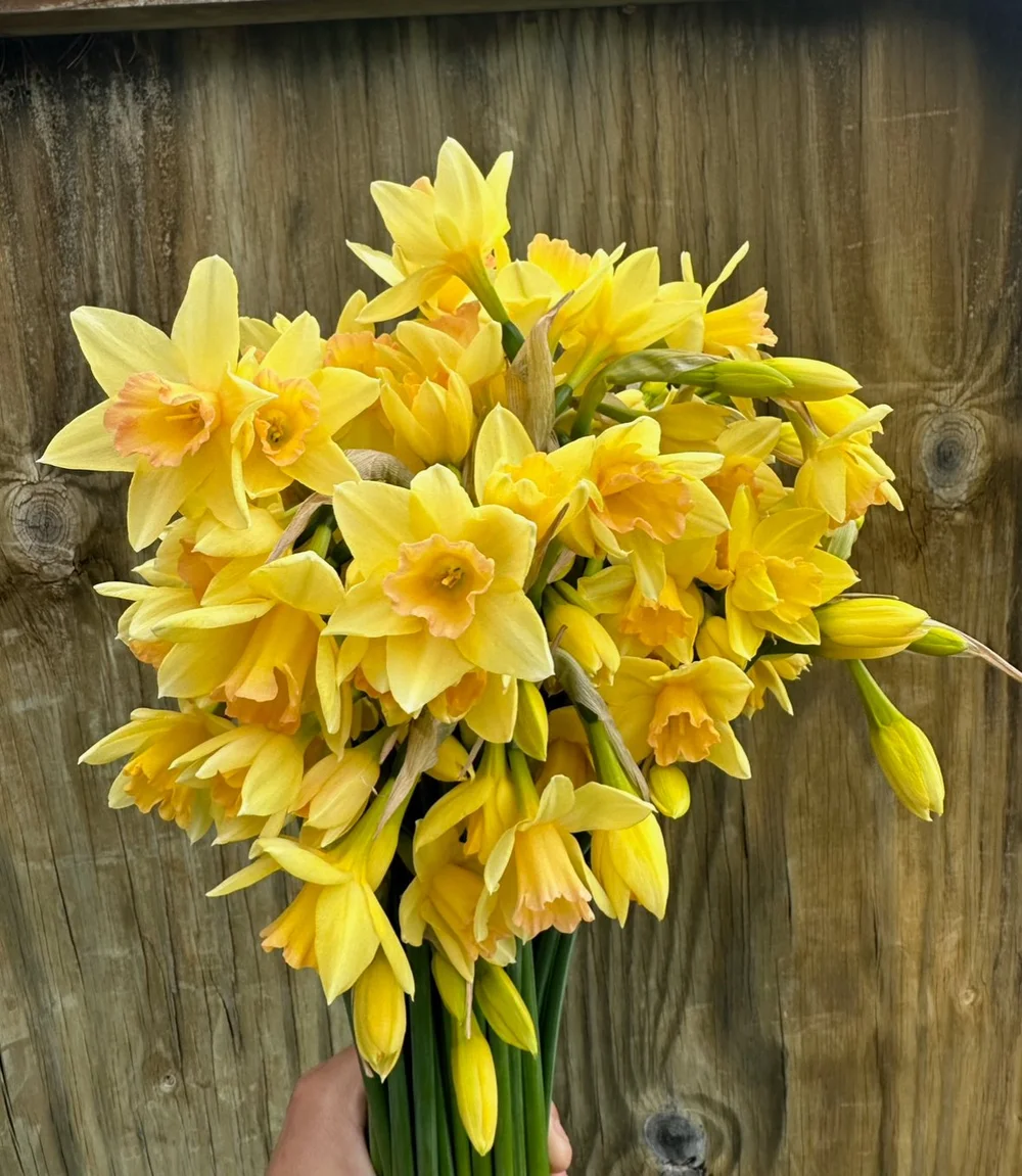 Shop — Spring Wind Farm