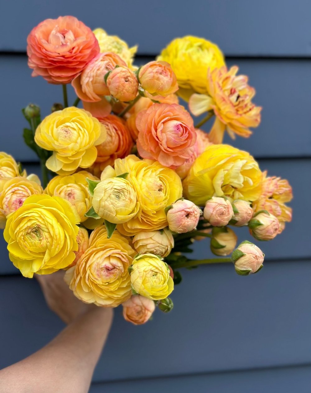 Shop — Spring Wind Farm