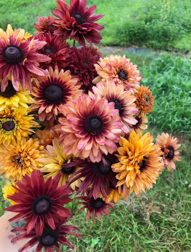 Shop — Spring Wind Farm