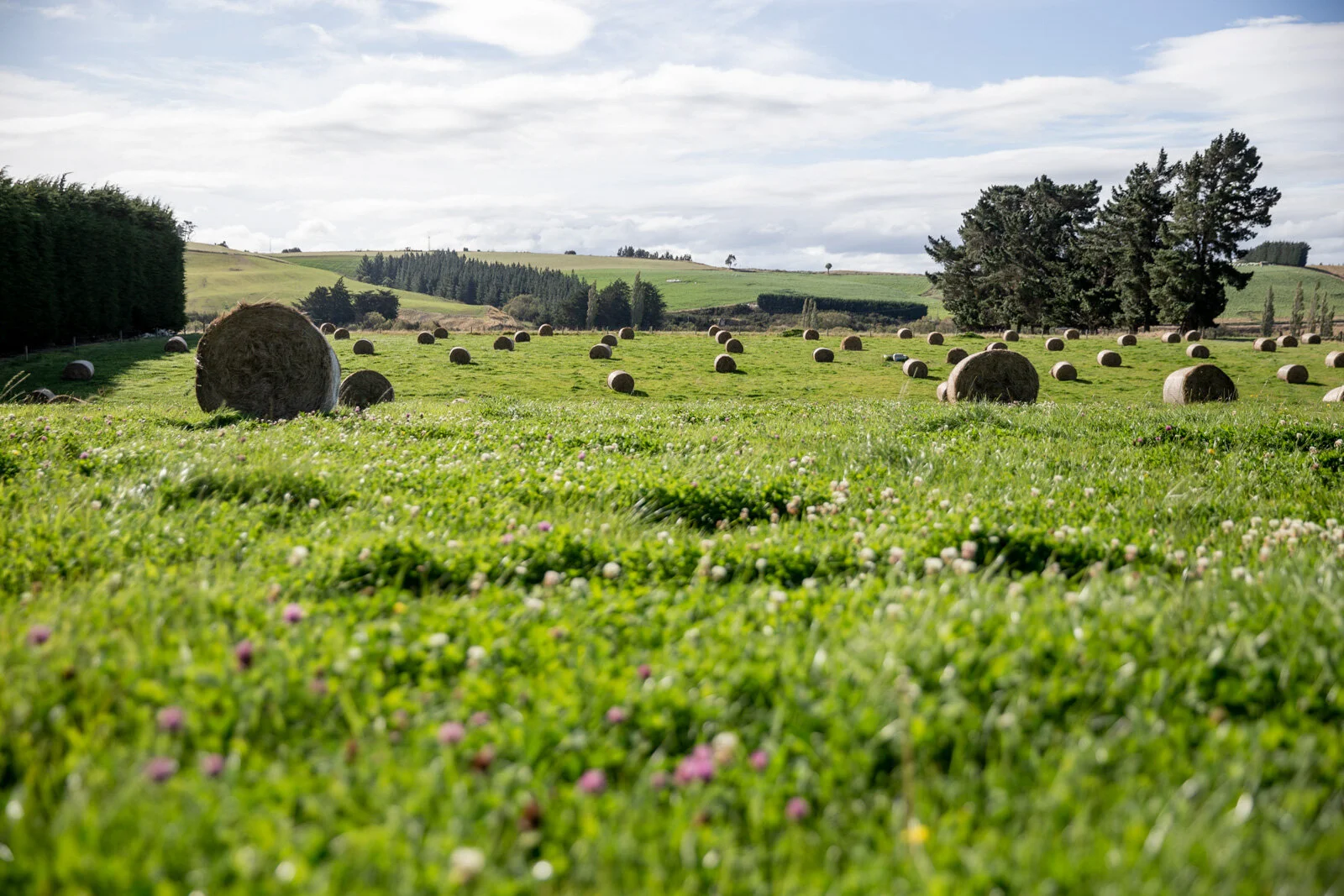 WESTRIDGE FARM — HEAL THE EARTH