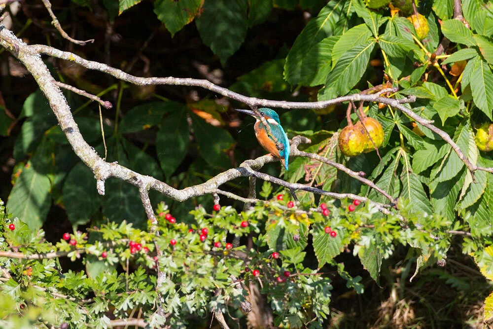 Environment — Hawick Flood Protection