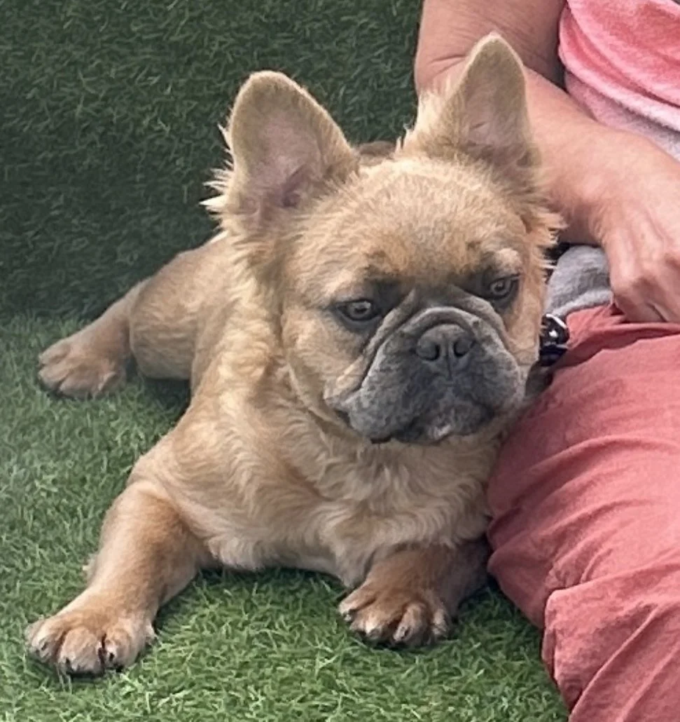 Fluffy Frenchies — The Mating Game