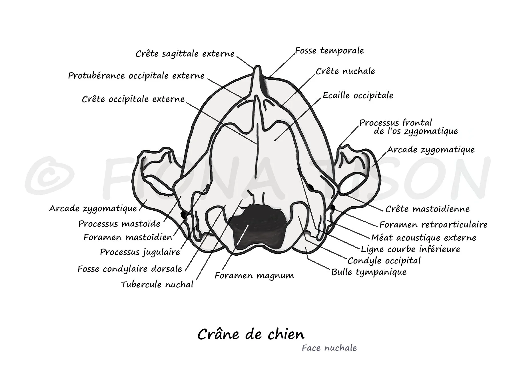 anatomie du squelette du chien — Fiona Tison - vétérinaire