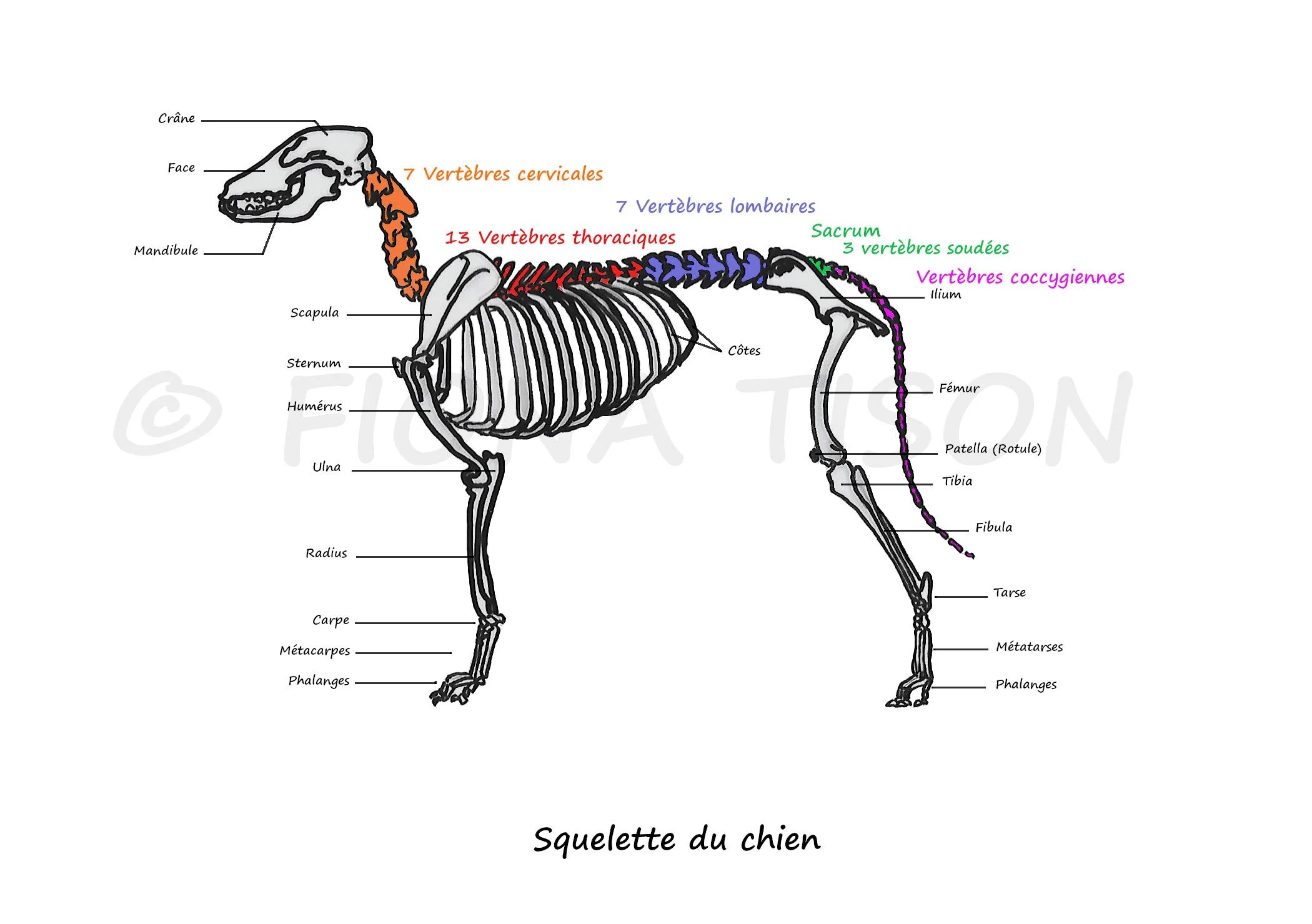 anatomie du squelette du chien — Fiona Tison - vétérinaire