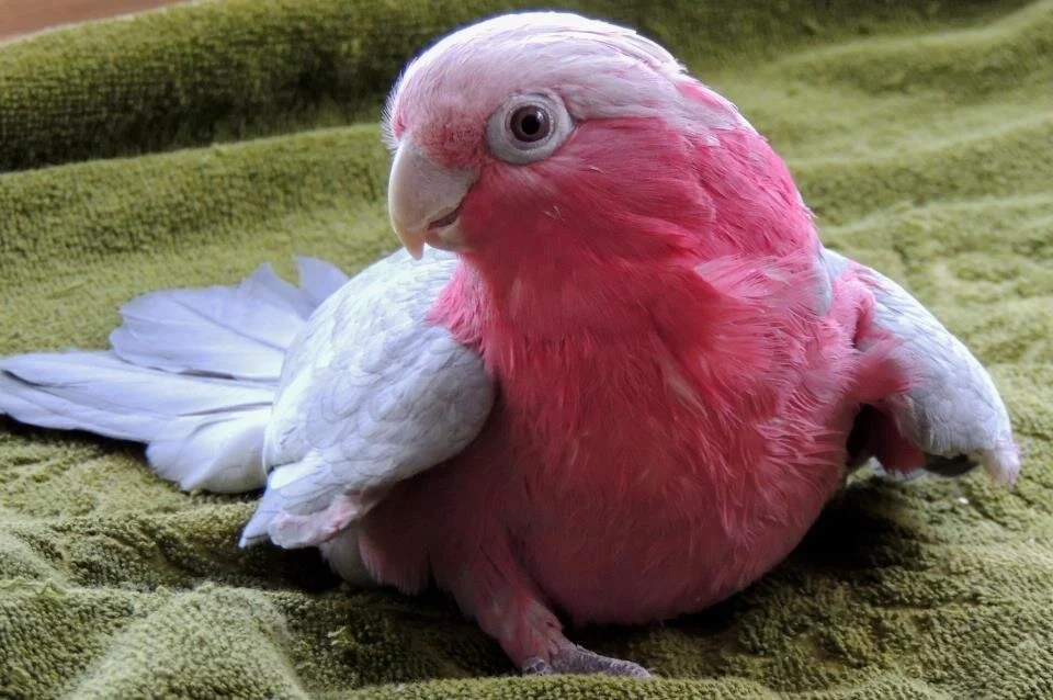 Companion bord boarding — Avian Suites