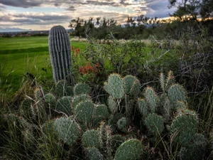 Golf Tournament — AZSCI