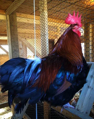 Dorking Chicken — Heritage Poultry Conservancy