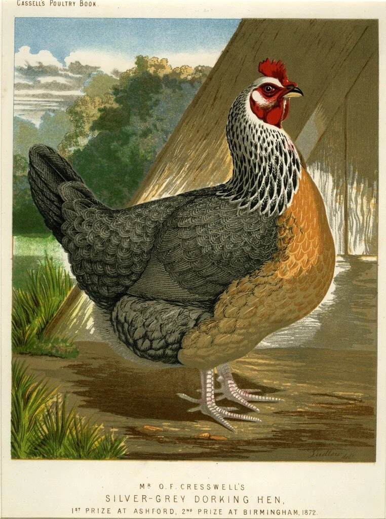 Dorking Chicken — Heritage Poultry Conservancy