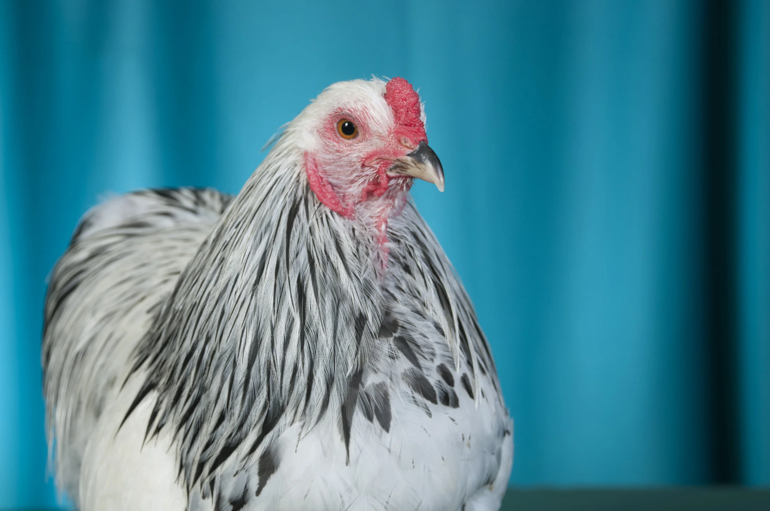 Brahma — Heritage Poultry Conservancy