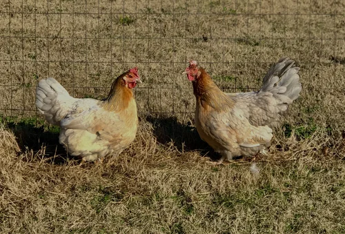 Heritage Poultry Conservancy