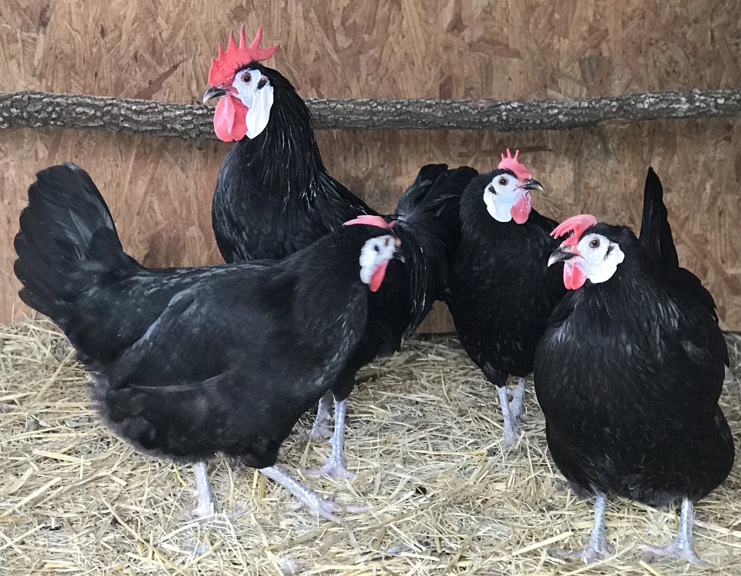 White And Black Chicken