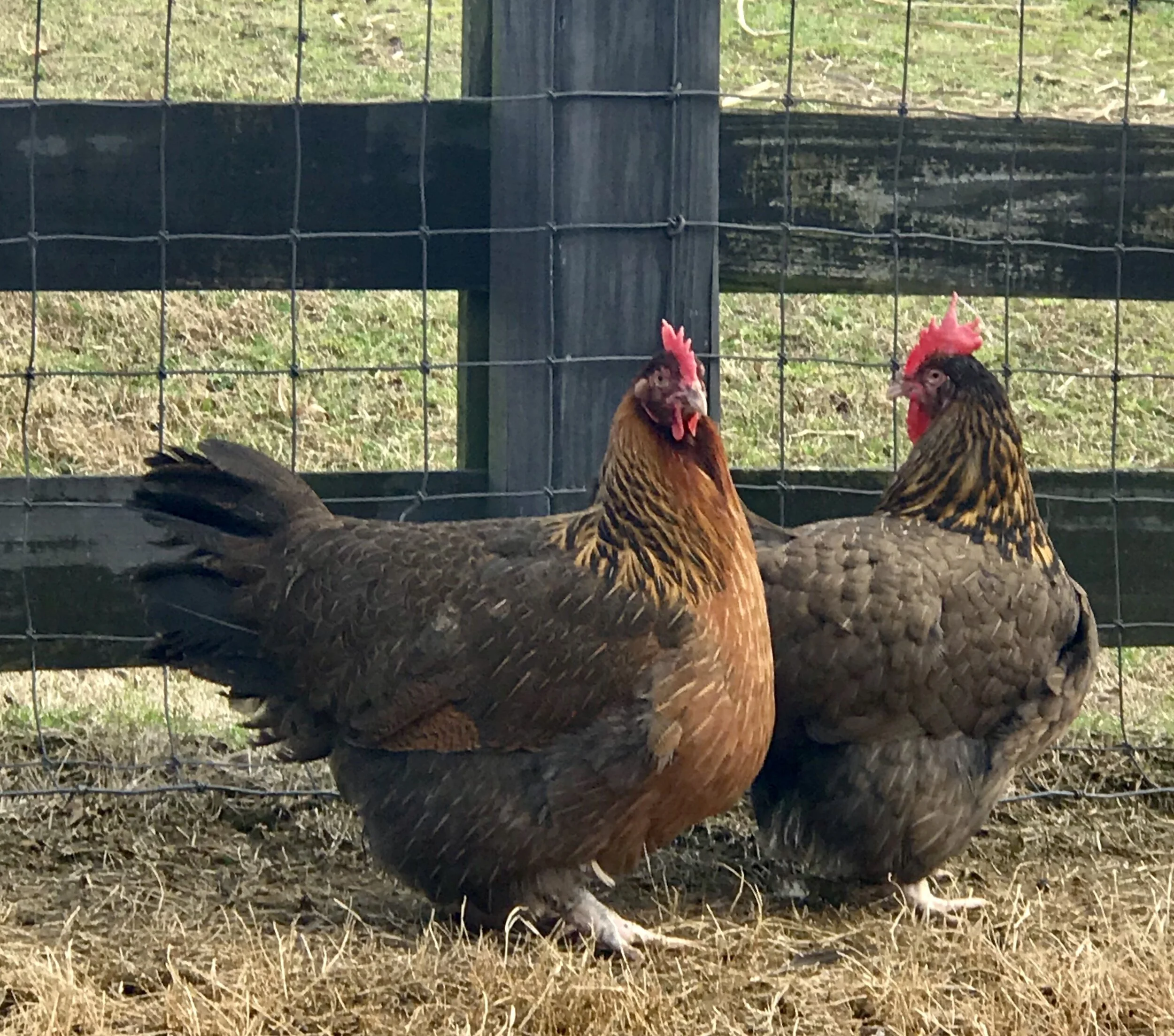 Derbyshire Redcap — Heritage Poultry Conservancy