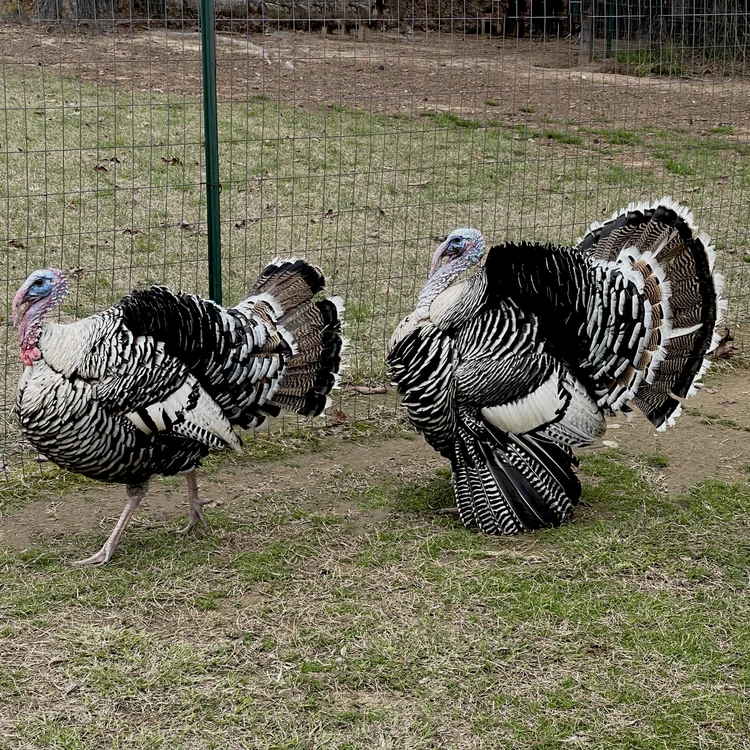 Heritage Turkeys at Moss Mountain Farm — Heritage Poultry Conservancy
