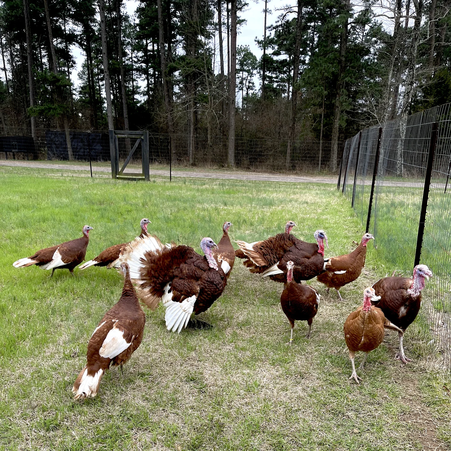 Heritage Turkeys at Moss Mountain Farm — Heritage Poultry Conservancy