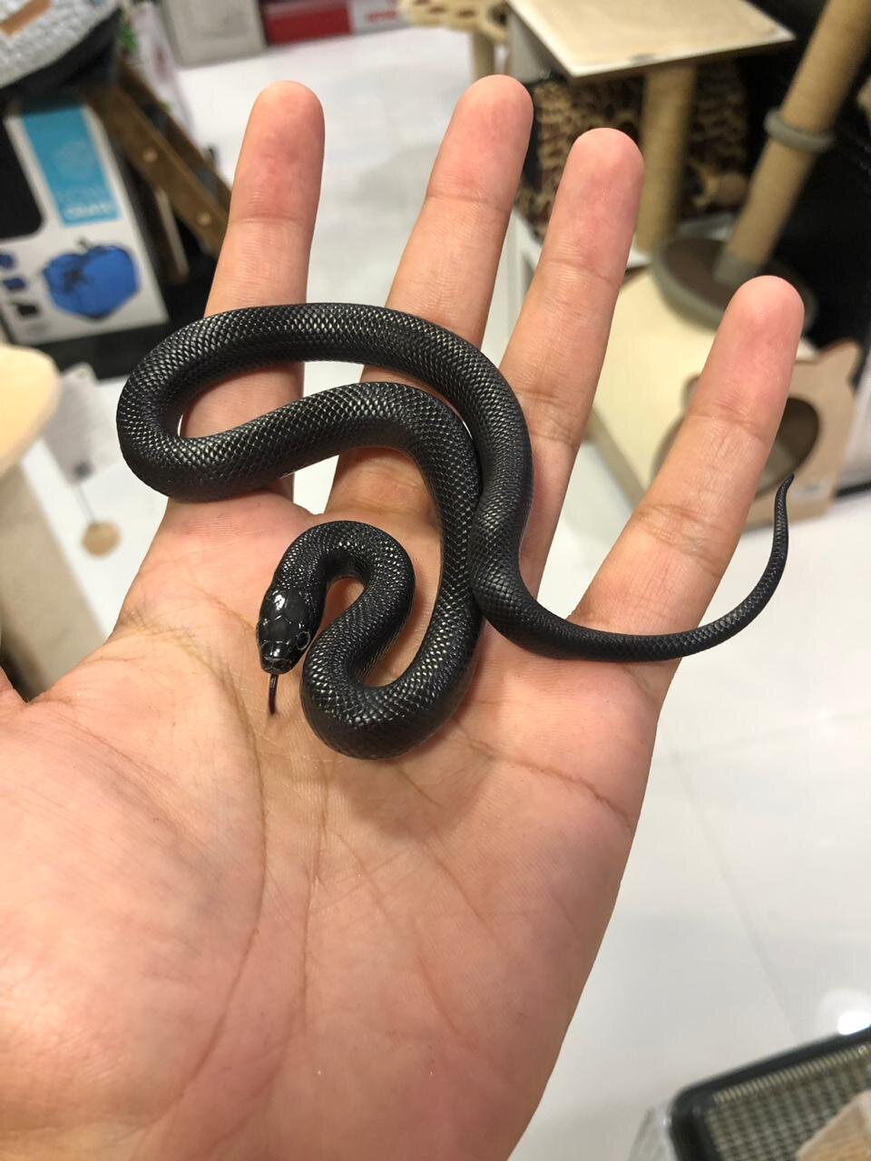 Reptiles, Snakes in Dubai, Abu Dhabi, UAE — Furs & Feathers Pets