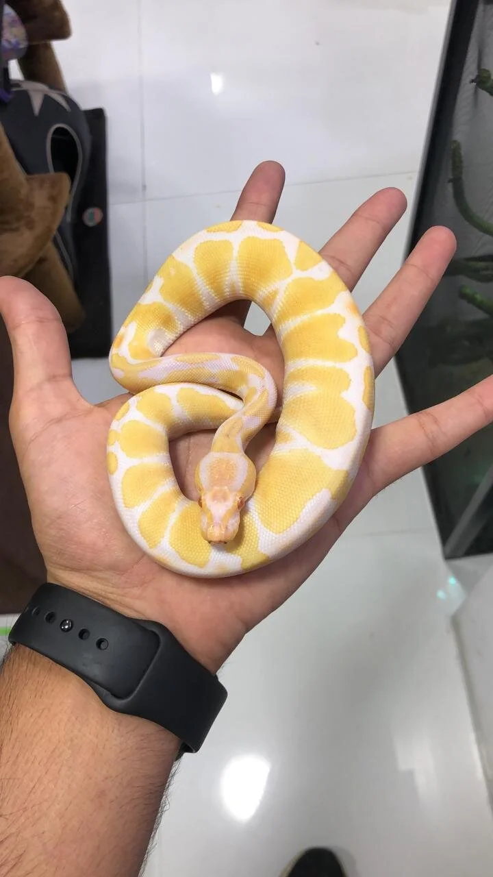 Reptiles, Snakes in Dubai, Abu Dhabi, UAE — Furs & Feathers Pets