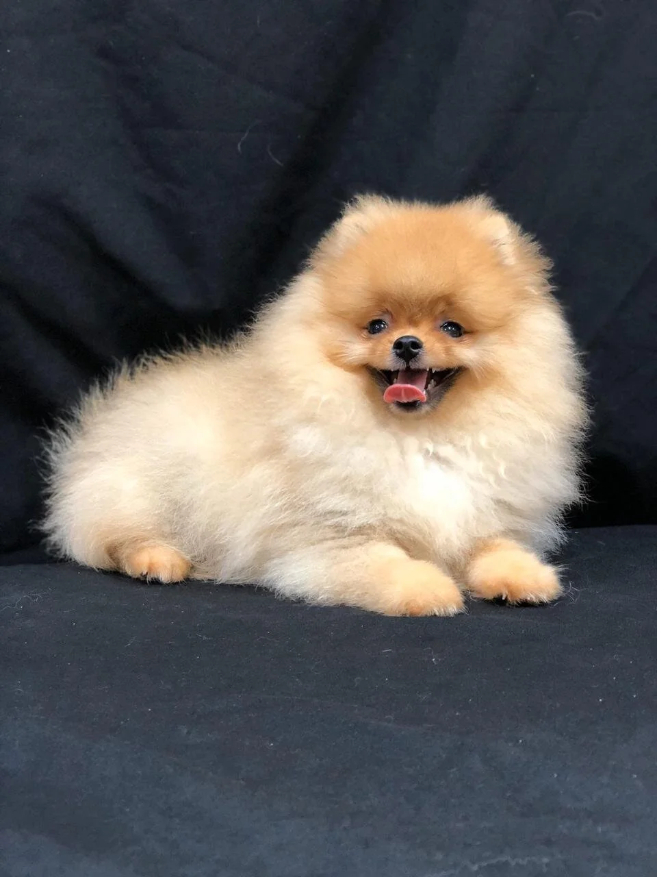 Male Pomeranian — Furs & Feathers Pets