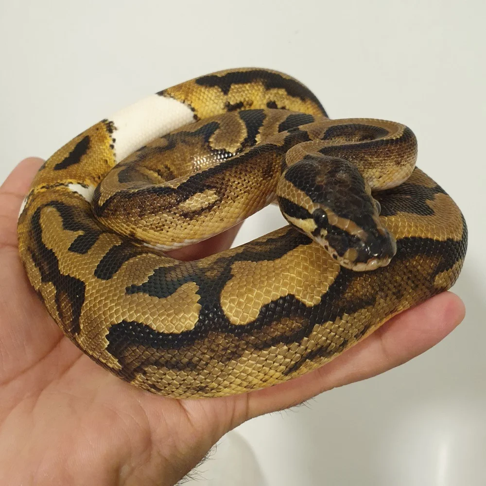 Reptiles, Snakes in Dubai, Abu Dhabi, UAE — Furs & Feathers Pets