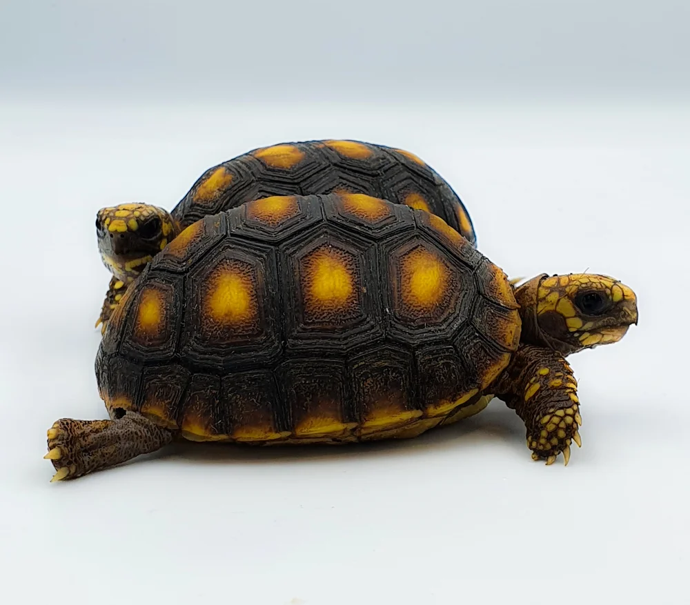 Reptiles, Snakes in Dubai, Abu Dhabi, UAE — Furs & Feathers Pets