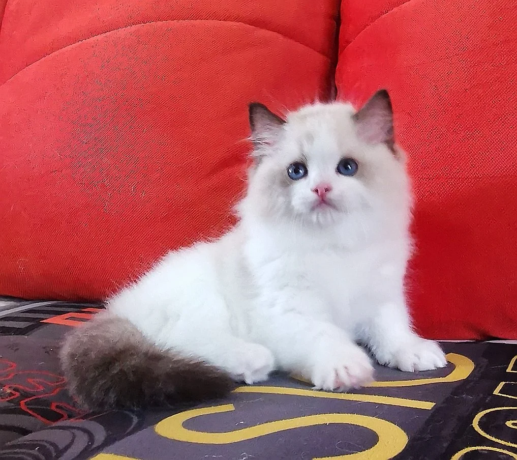 Kittens in Abu Dhabi, Dubai, UAE — Furs & Feathers Pets