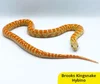 Reptiles, Snakes in Dubai, Abu Dhabi, UAE — Furs & Feathers Pets