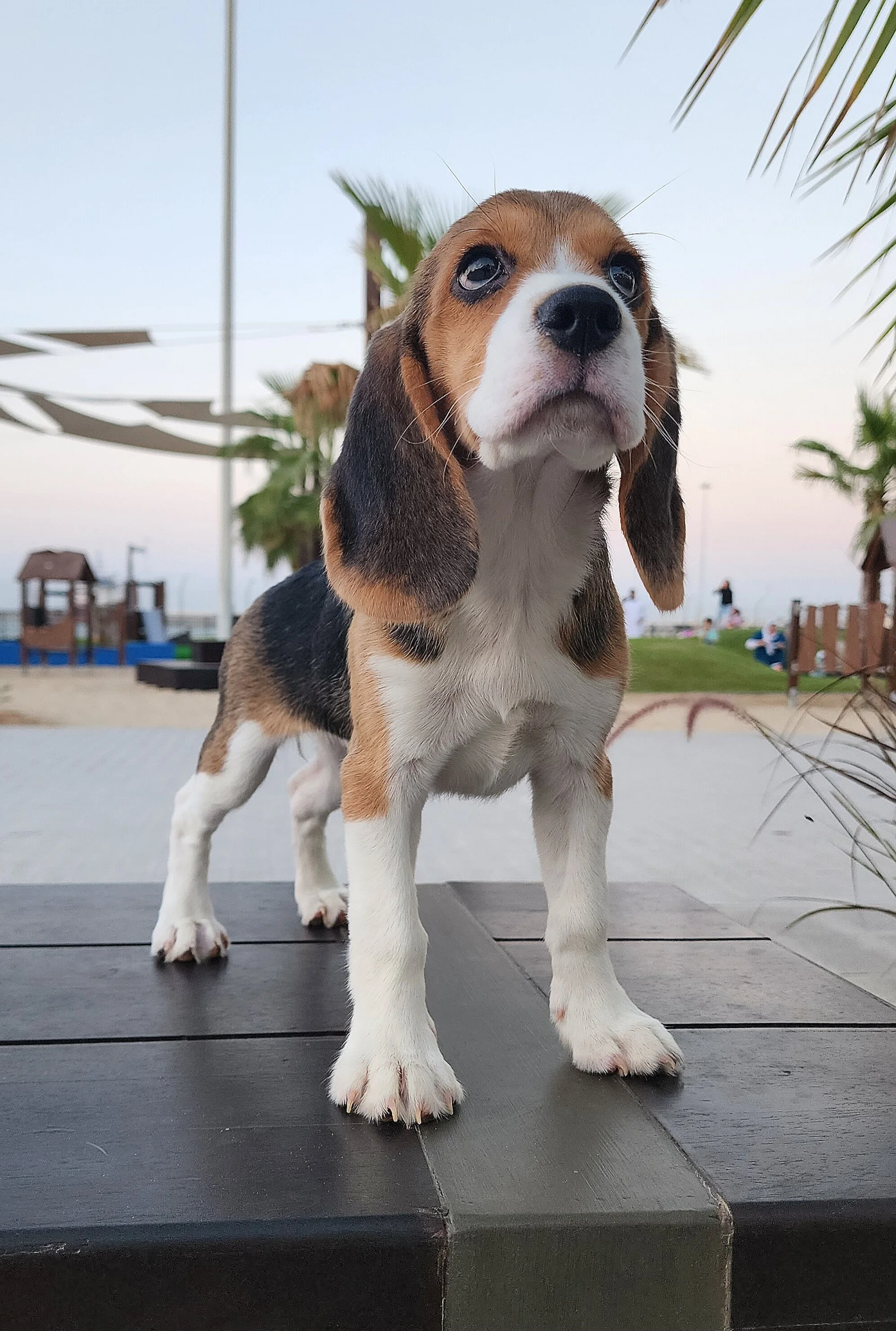 Female Beagle Puppy — Furs & Feathers Pets
