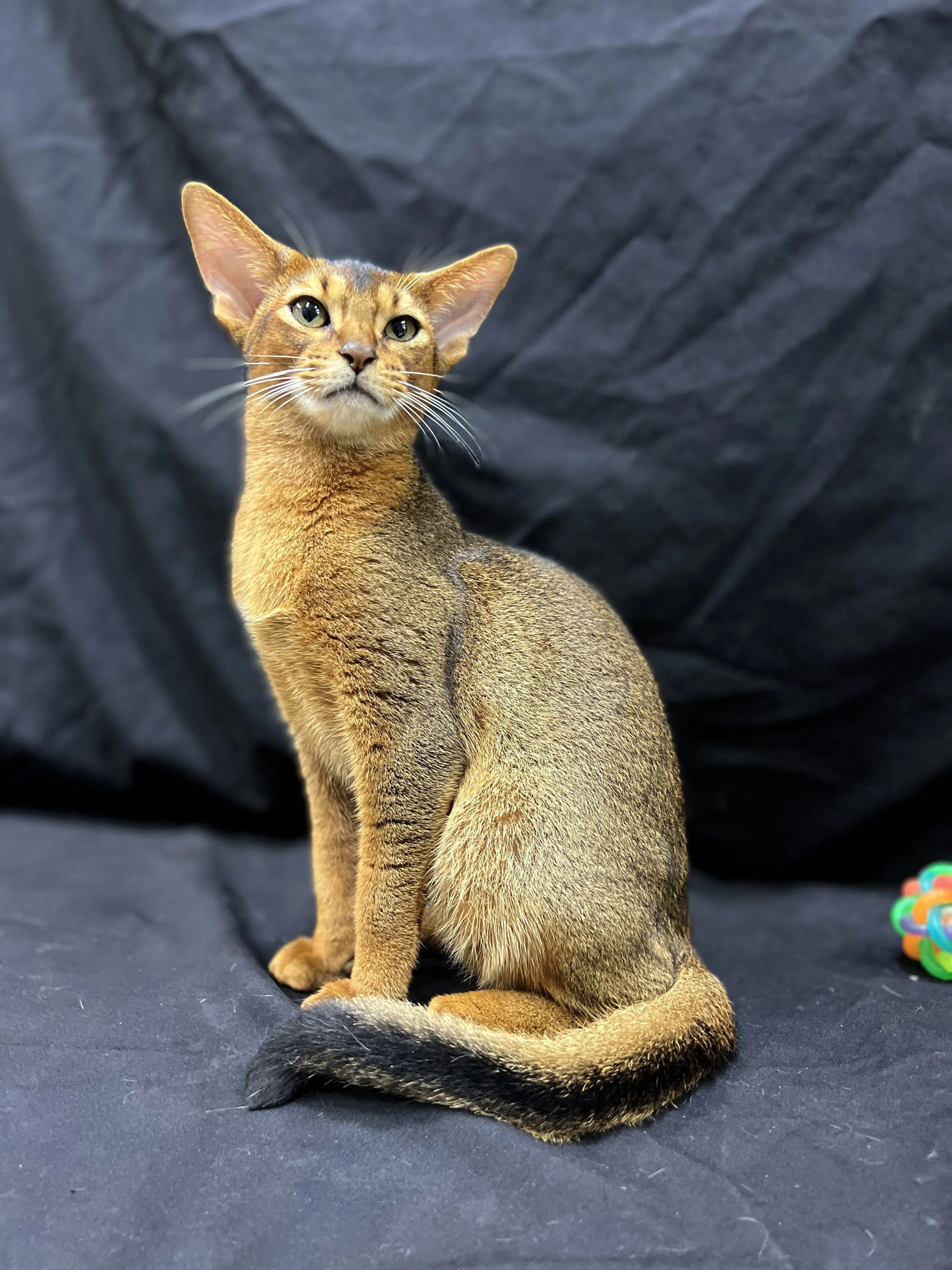 Abyssinian Male Kitten — Furs & Feathers Pets