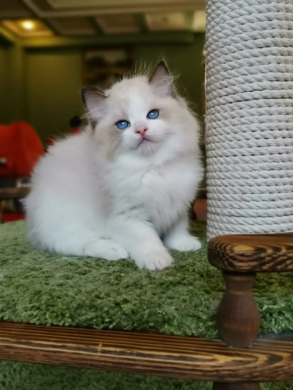 Ragdoll Male Kitten — Furs & Feathers Pets