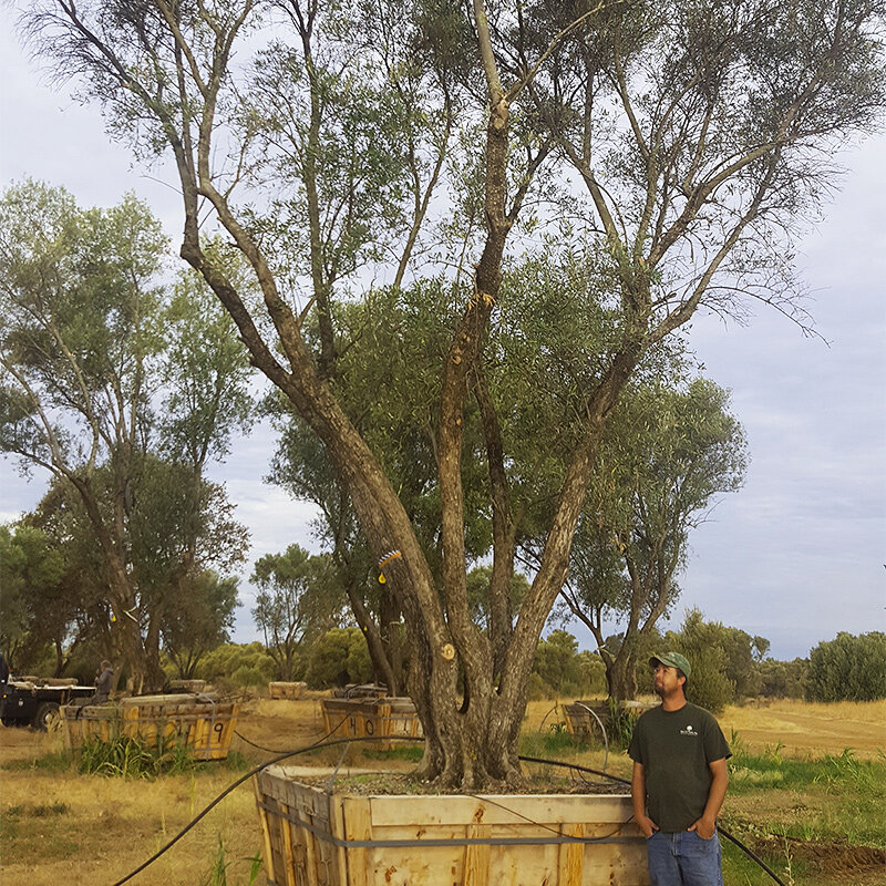 Large Olive Trees for Sale in California (530) 524-8780