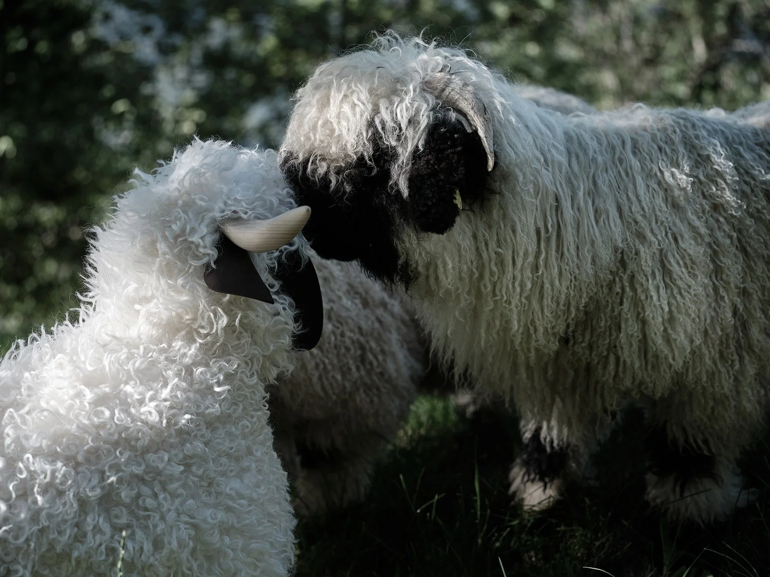 Neeschi – Produkte vom Schwarznasenschaf