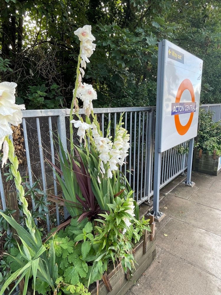 Acton Central — Energy Garden