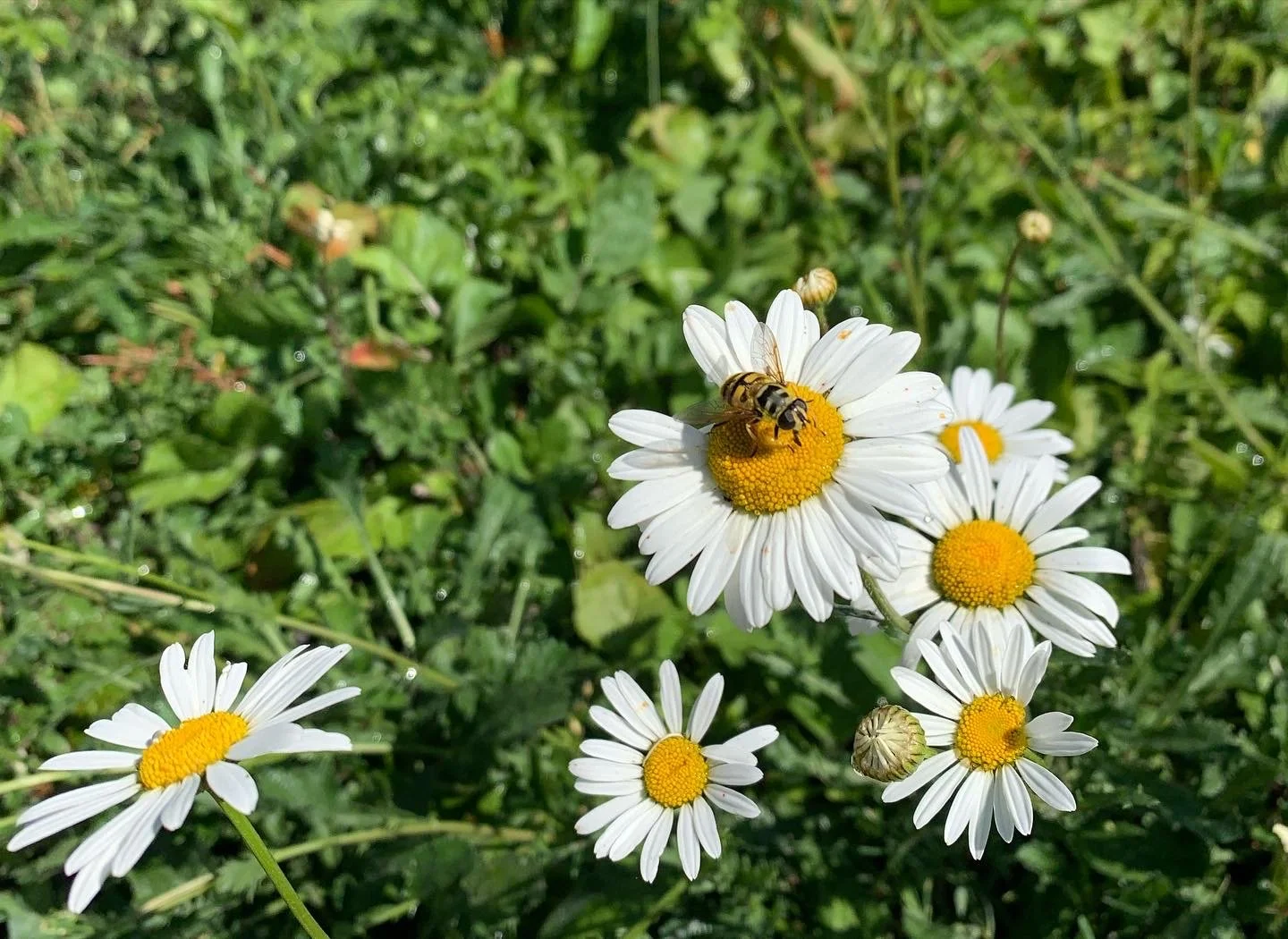 Bush Hill Park — Energy Garden